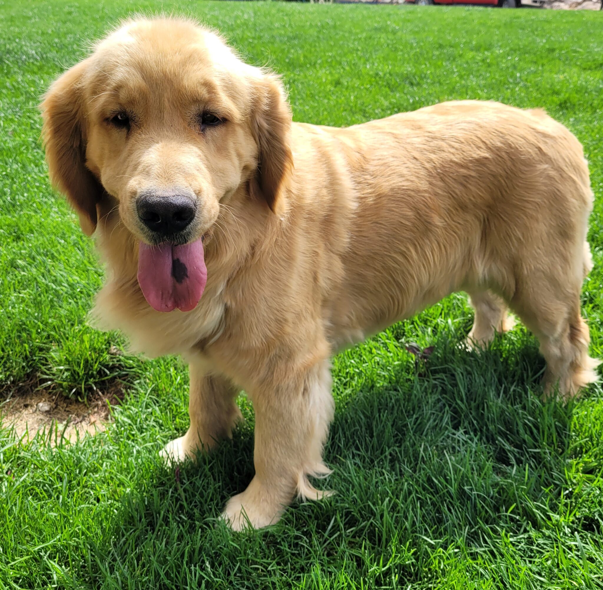 Adult Dog Details - Golden Havoc Kennels